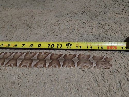 Copperhead Snake Skin | eBay