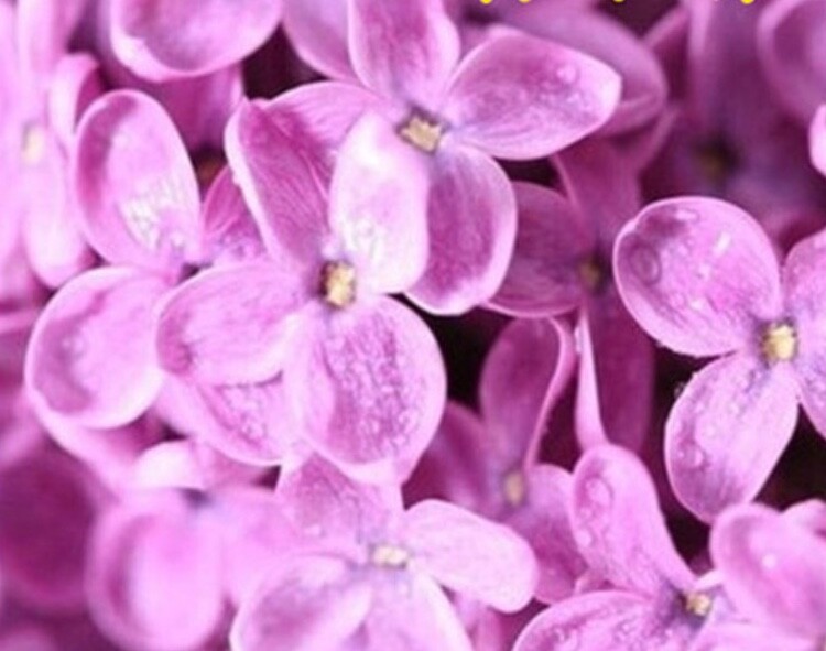 20 EXOTIC LILAC SEEDS for garden rare bloom flower plant bush USA ...