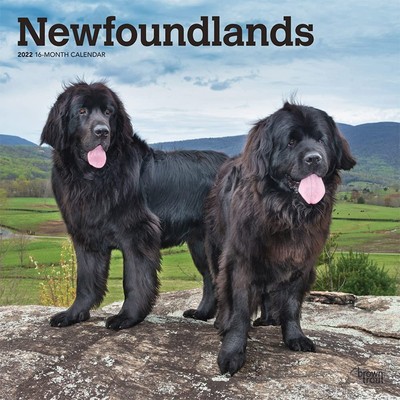 Newfoundlands Calendar 2022 -- Deluxe 2022 Newfoundland Wall Calendar Bundle... | eBay