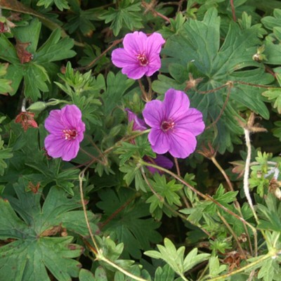 Géranium vivace Dilys-Rose-Couvre-Sol / Retombant | eBay