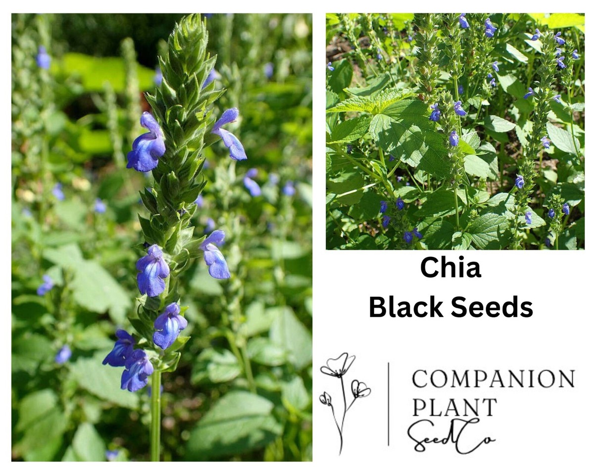 Chia Seeds Come From A Sage Plant Sage Chia Seeds Salvia Hispanica For