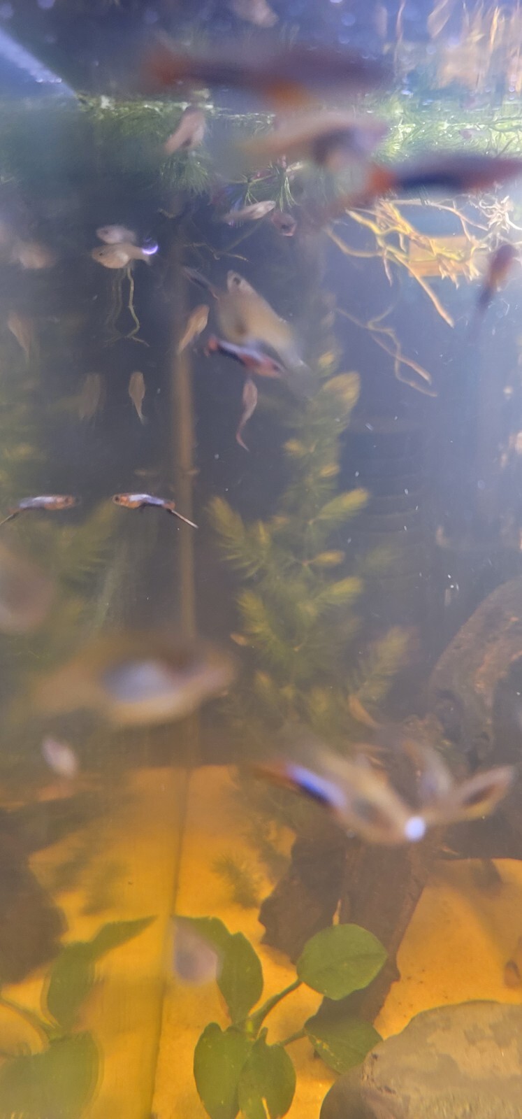 Blue Star Endlers 5 Total Livebearer 3 Female 2 Male PROVEN BREEDERS ...