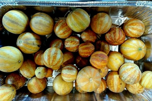 Plum Granny Melon Seeds - Mini Melon's - 15 Seeds - Loads of fruit ...