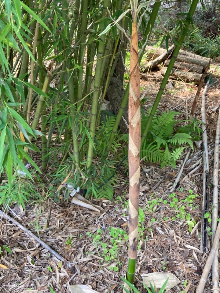 Live Phyllostachys vivax rhizomes x6 FREE SHIPPING (Chinese timber ...