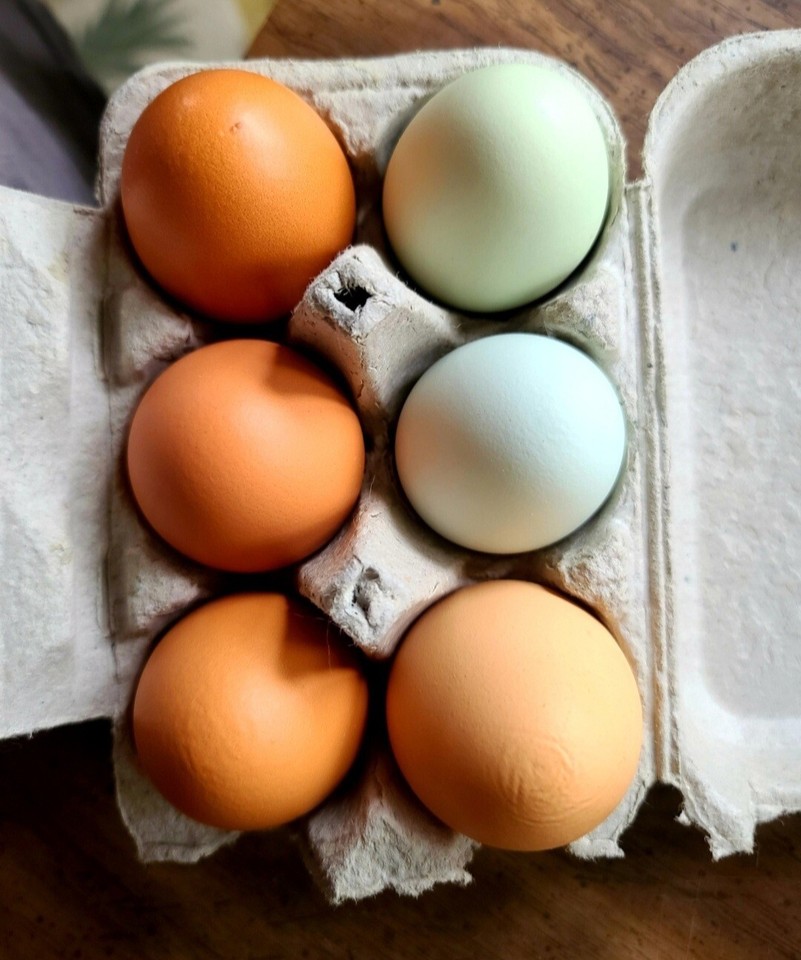 Barnyard Mix Chicken Hatching Eggs 12+ Various Breeds | eBay