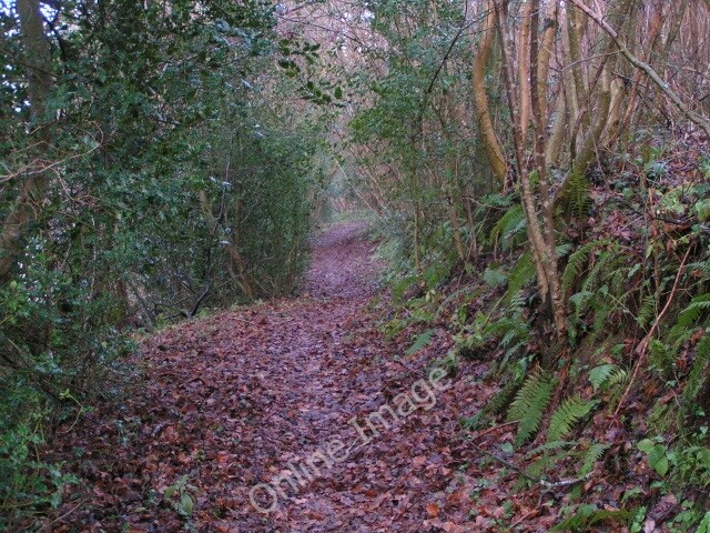 Photo 6x4 Exe Valley Way in Backs Woods, looking north Collipriest ...