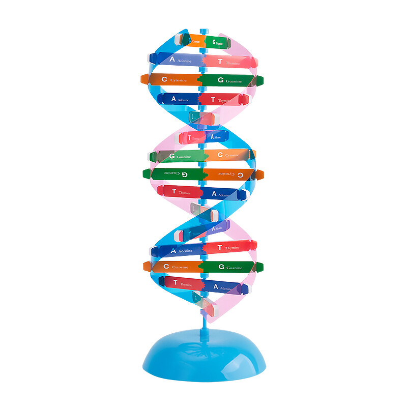 Homemade 3d Dna Models