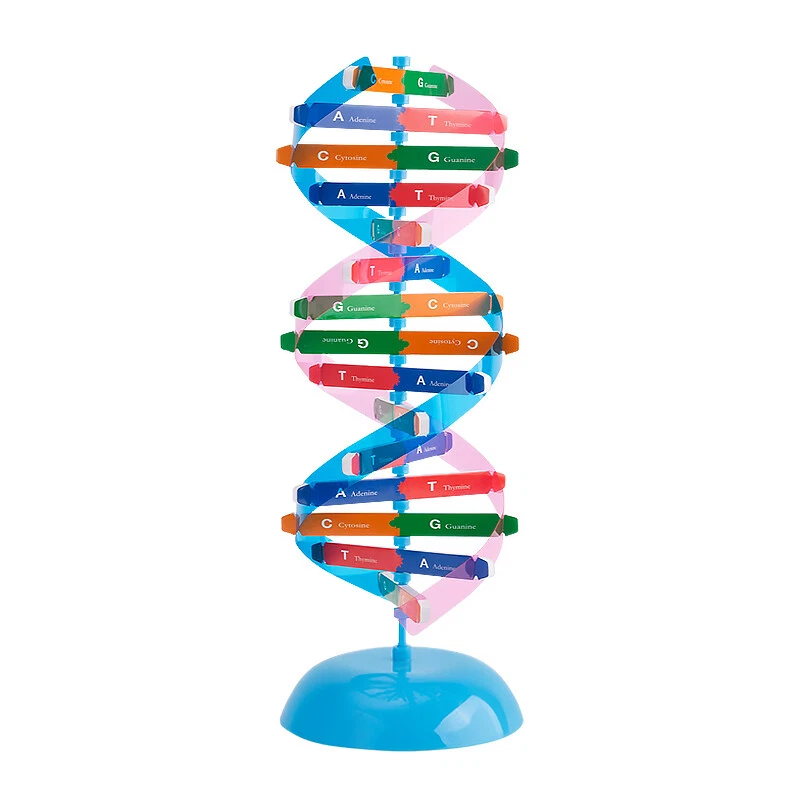 YDxl DNA Models Double Helix Structure Teaching Toy ABS, 50% OFF