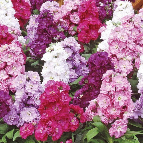 Stock Seeds Flower Garden Plants 'Ten Week Stocks Mixed' 1 Packet 250 ...