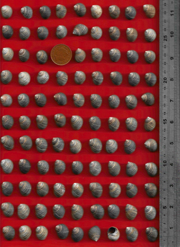 98 Excellent UK NORTH SEA Scottish COMMON PERIWINKLE sea shells 149g ...