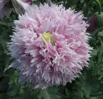 120+ POMPOM LILAC Poppy, Lilac Papaver Heirloom Flower Seeds | eBay