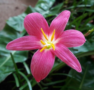 1 Bulb Rain Lily💃Zephyranthes 'Deep Lady'💃Rainflower FairyLily💃 ...