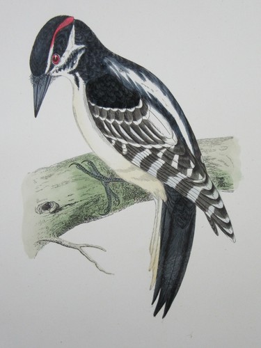 HAIRY WOODPECKER Antique Hand Coloured Bird Engraving Plate - c1860 ...