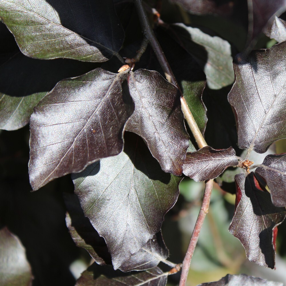 T&M Copper Beech Hedging Fagus sylvatica f. purpurea Hardy Tree 2x 2 ...