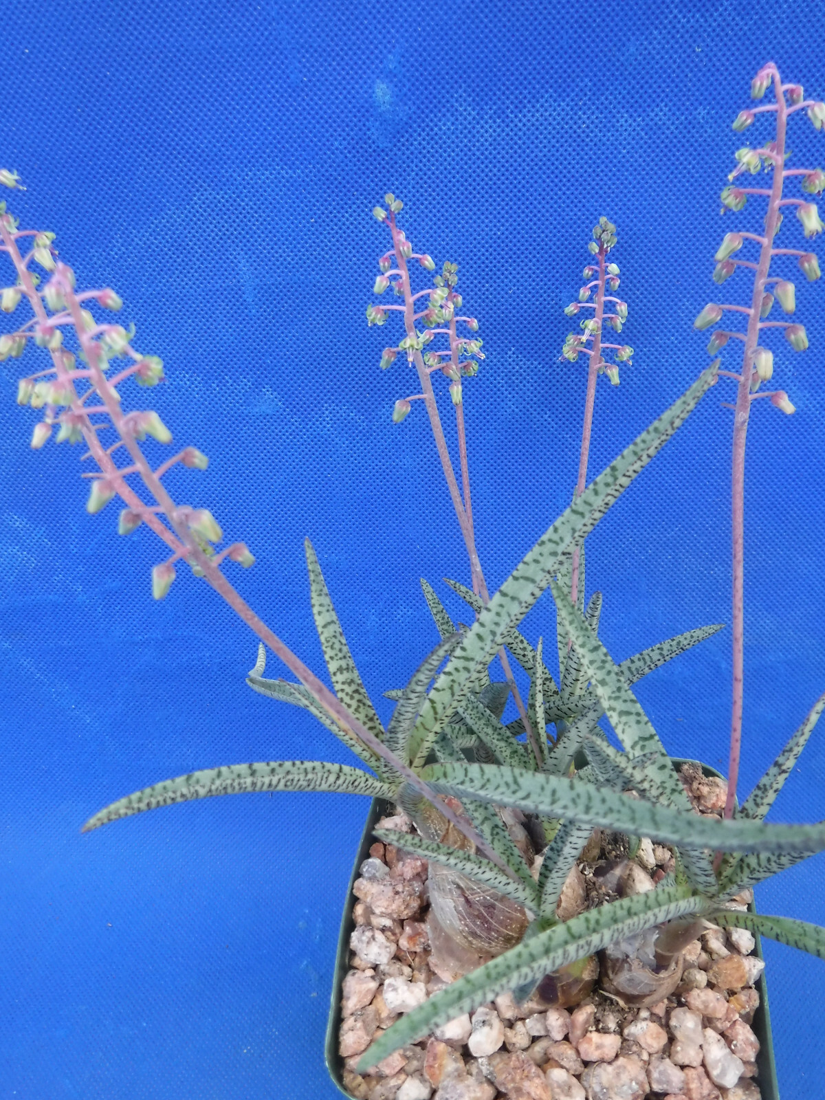 Ledebouria socialis "Silver Squill" Nice CLUMP Bulbs Great Leaf ...