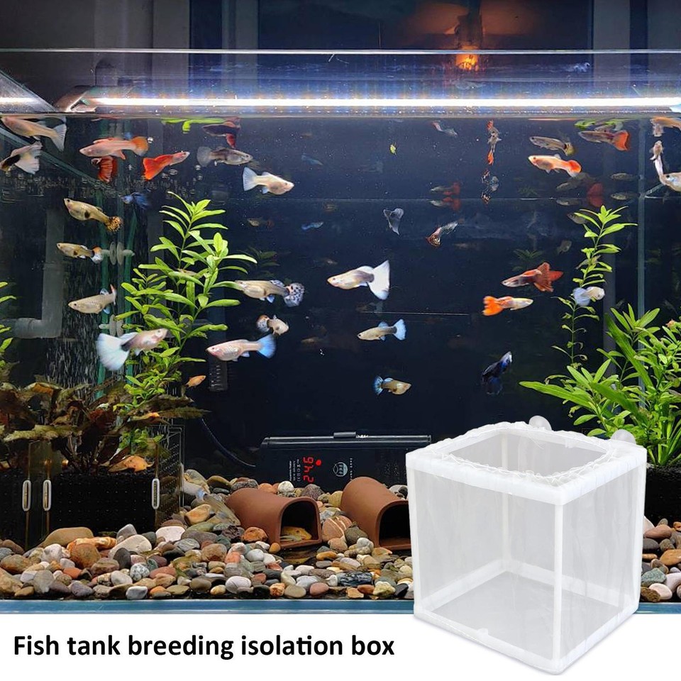 Aquarium Fish Tank Breeding Breeder Mesh Box Hatcher Juvenile Fish Separation | eBay