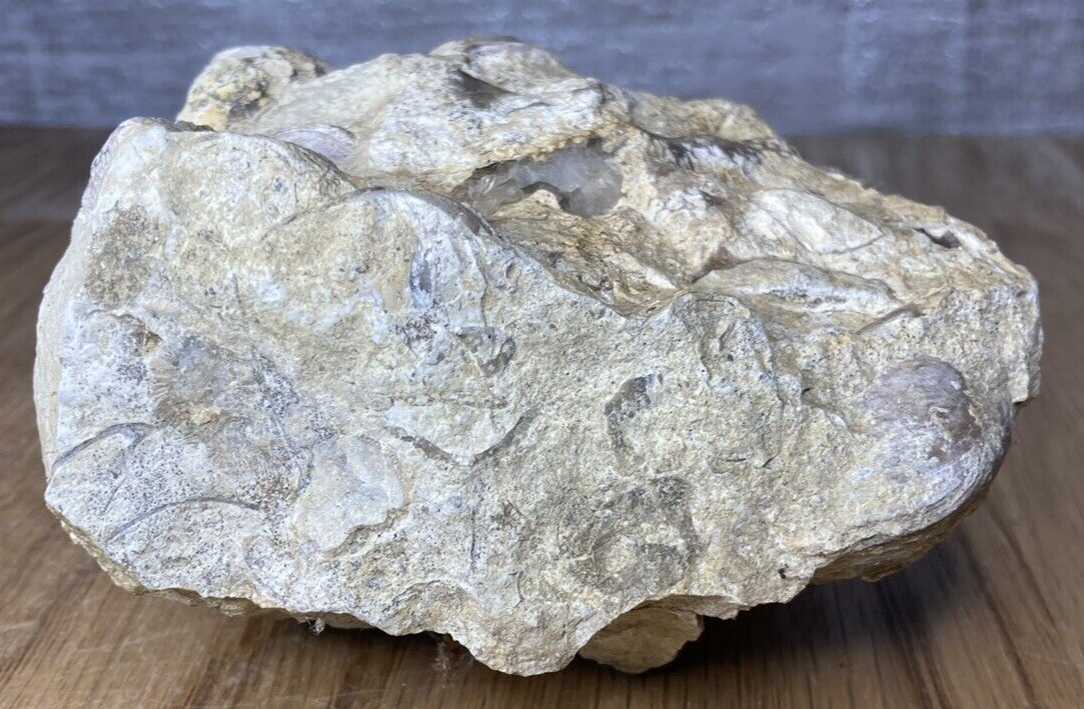 Fossil Specimen, Bivalve Bed with Quartz and Dendritic Formations ...