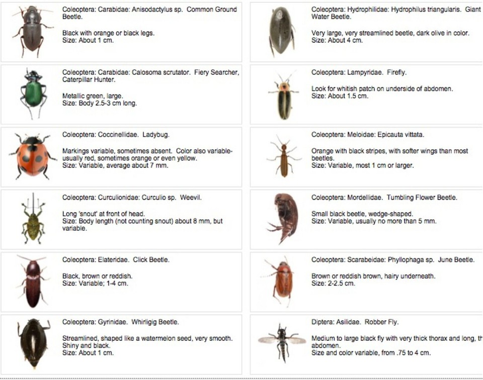 35+ Dead Bugs Entomology Class Insect Bug Collection IDENTIFIED! USA In ...