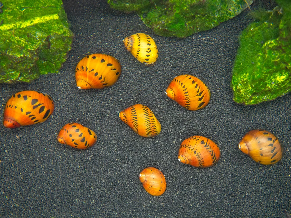 Zebra Snails Freshwater
