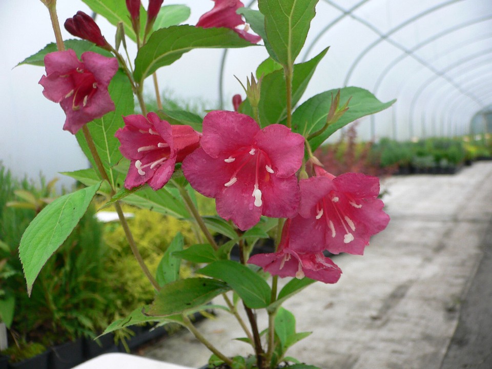 Weigela Bristol Ruby Hardy Deciduous Shrub Plant Deep Red Flowers ...