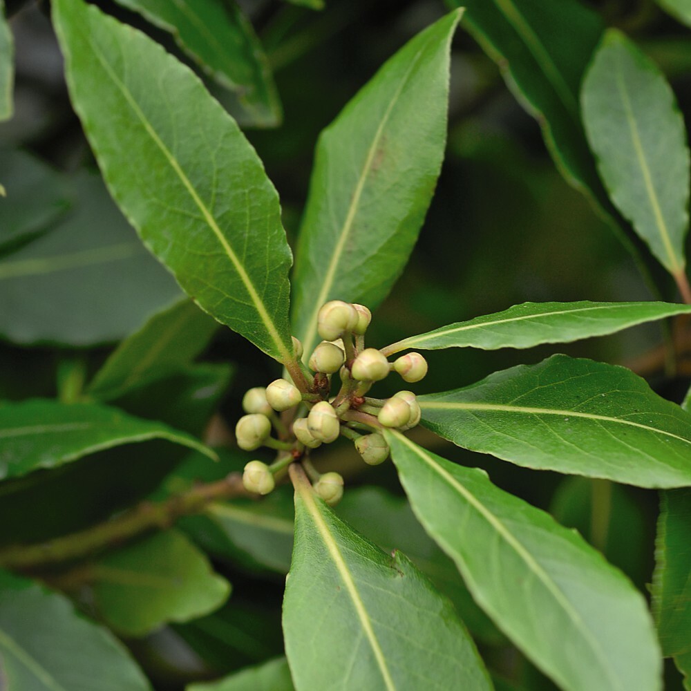 Suttons Bay Laurus Nobilis Garden Foliage Plant Evergreen Shrub 1 x 3 ...