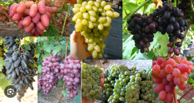 BIO ORGANIC -7 grapes varieties -7 cuttings total for rooting | eBay
