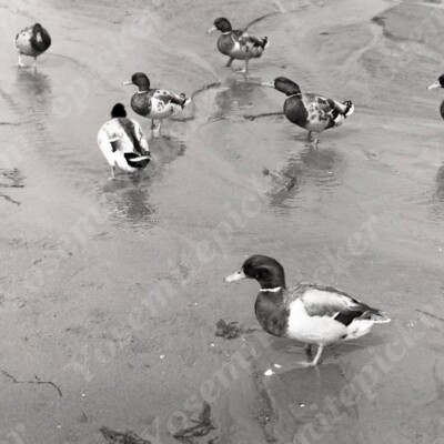 a18 Original Negative 1973 Redondo Will Mallard duck 831a | eBay