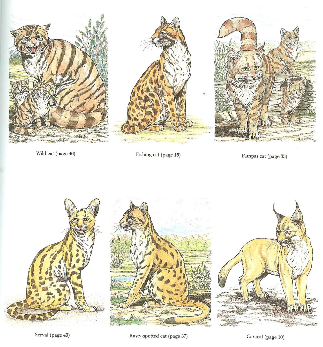 Wild Cat Species Chart Cat | Breeds, Origins, History, Body Types,