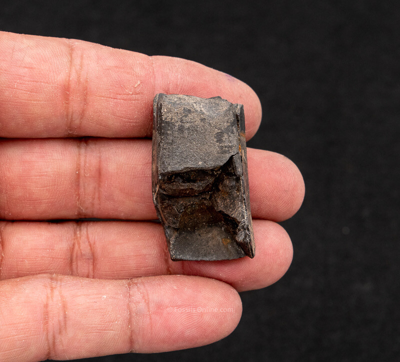 Baby Eremotherium Fossil Giant Sloth Tooth Florida Fossils 1037 | eBay