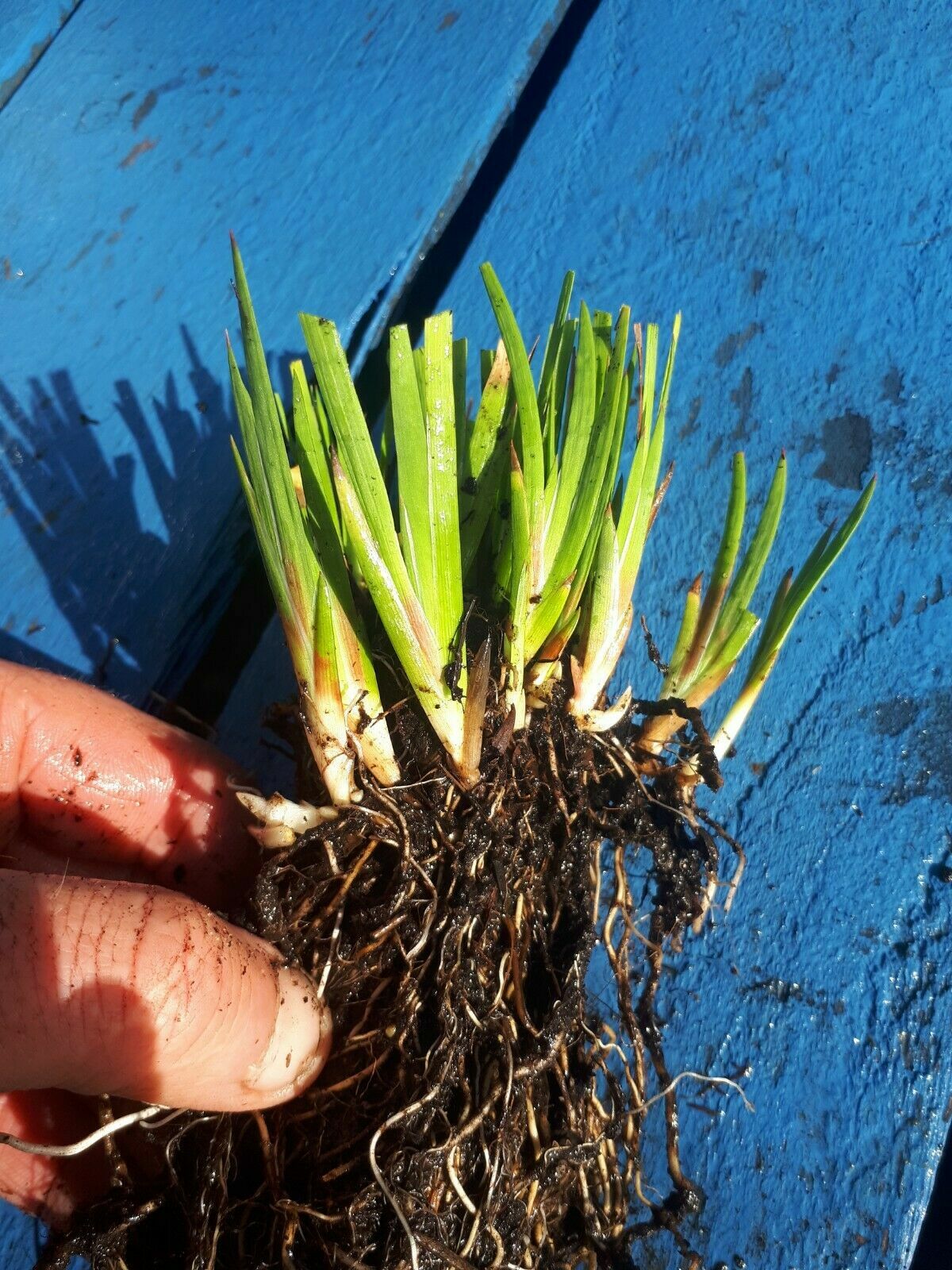 Various pond marginal bog plants oxygenating Iris water mint cress ...