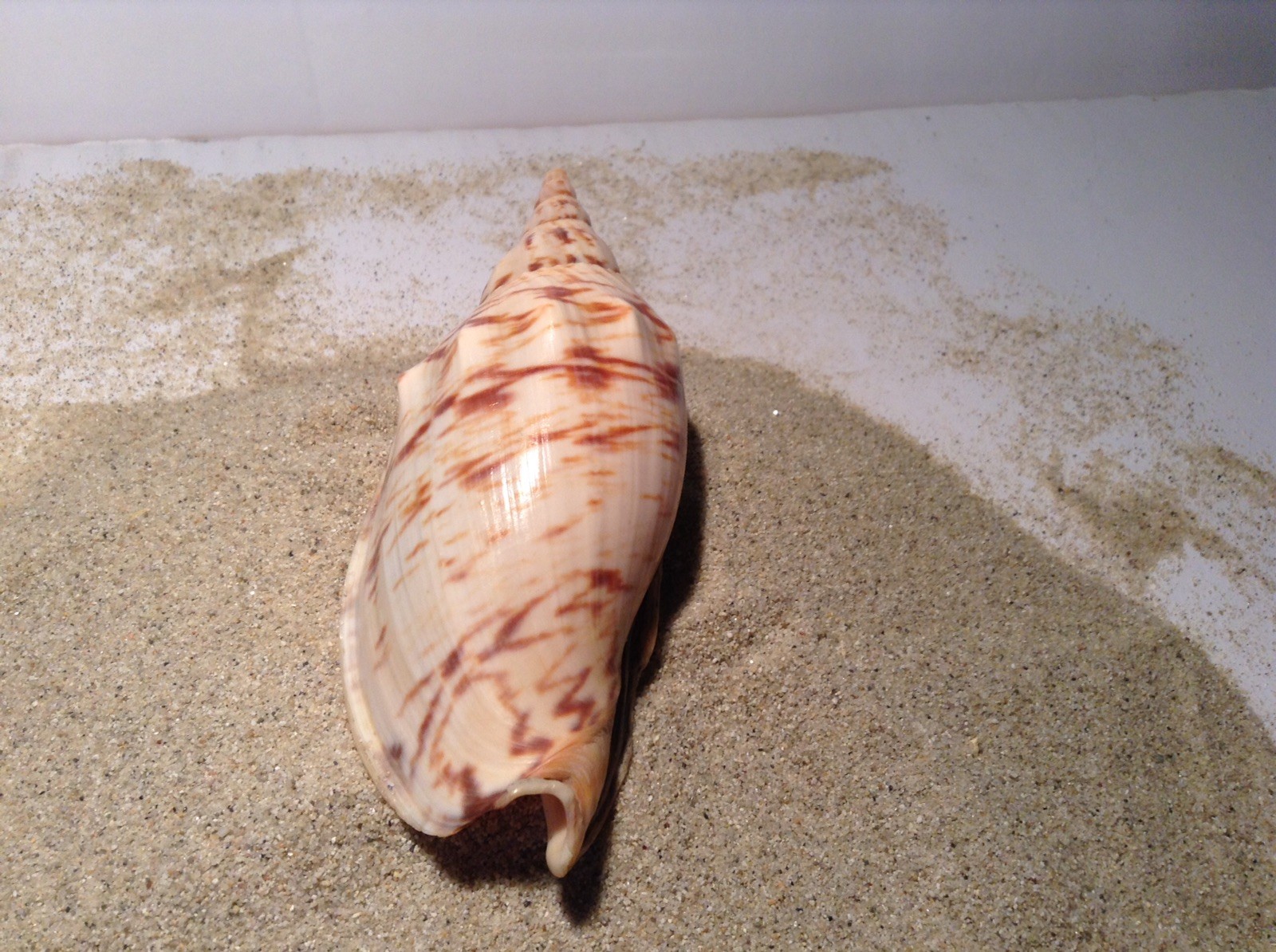 vintage bolute Alcithoe Swainsoni Marwick , 124mm New Zealand ,my ...