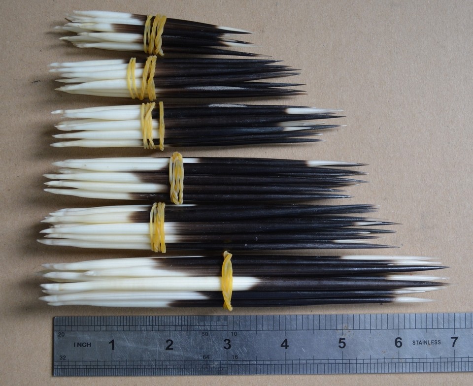 10x Porcupine Quills Jewelry Craft Hair Stick Weaving Beading Assorted ...