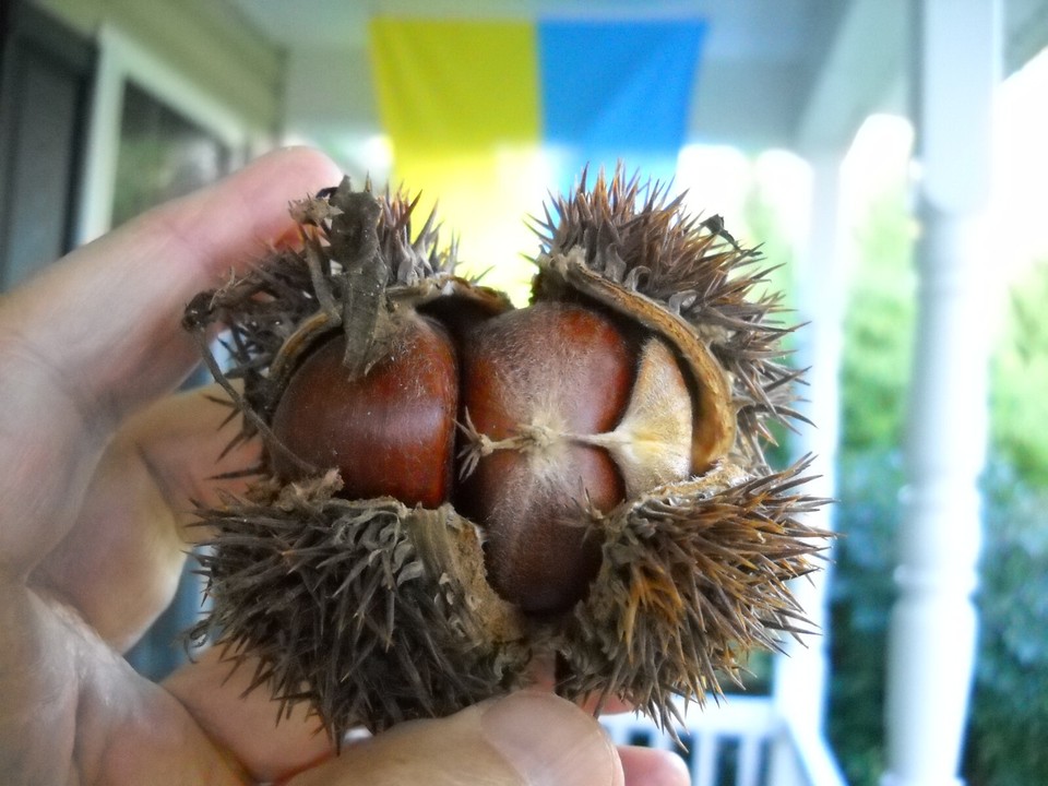 4 Dunstan American-Chinese chestnut trees, seedlings in pots, 10-20 ...