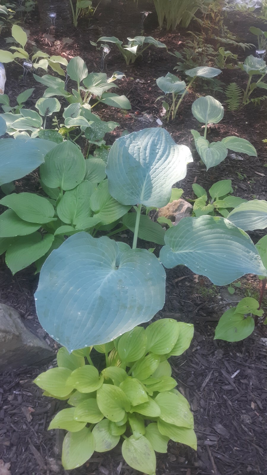Hosta Seeds mix of colors, size, and leaf shape 50+ perennial seeds | eBay