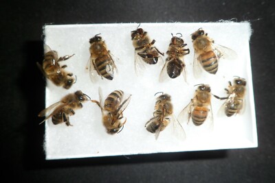 28 Fresh USA Bees FRESH 28 REAL Honeybee's DRYED SPECIMEN INSECT ...