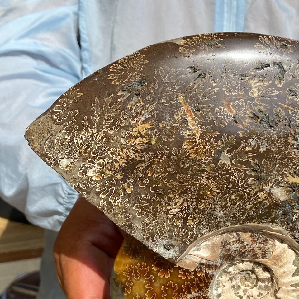 5.07LB Large Natural Ammonite Fossil Conch quartz Crystal Specimen ...