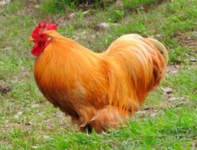 8 + Orpington Lavender Blue Buff Black White Chocolate Hatching Eggs ...