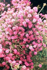 bushmanseeds | eBay Stores