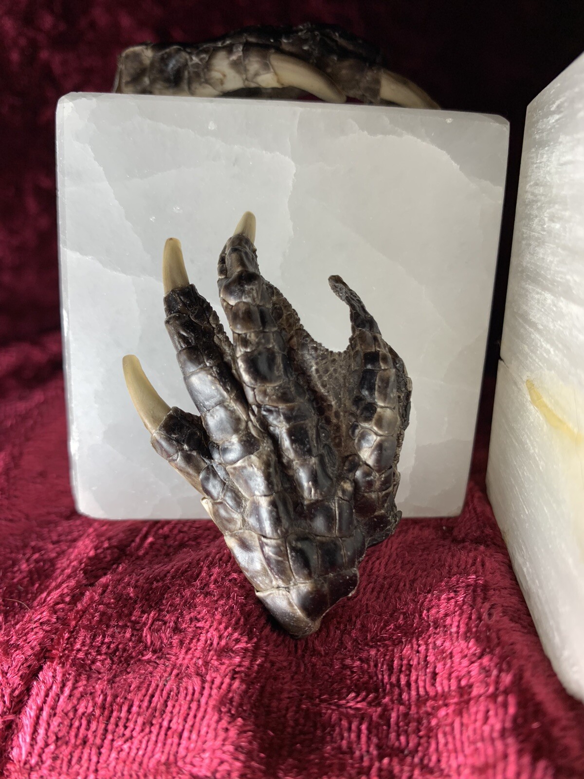 Florida Alligator foot - Gator Paw Good Luck Talisman Gambling Hand ...