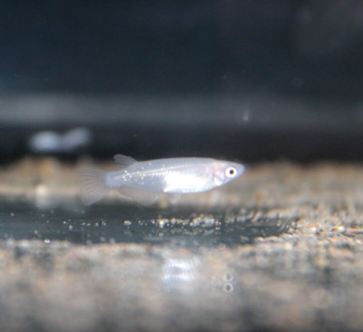 6x Galaxy Platinum Medaka Ricefish Japanese ricefish! - TANK BRED ...