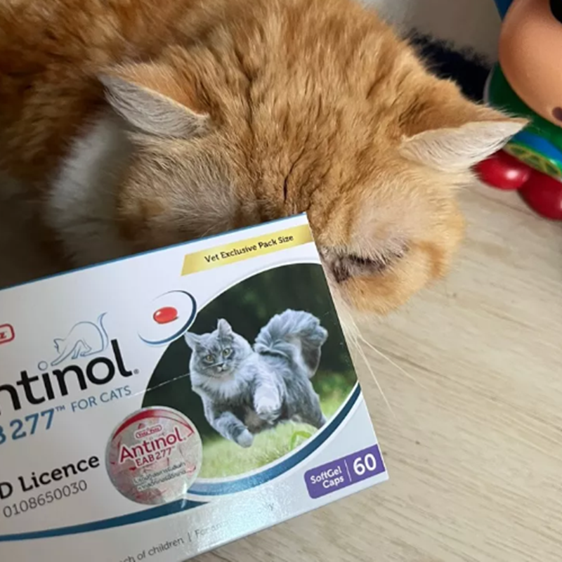 60 Soft Gel Caps Antinol EAB 277 Supplement For Cat Pet Nourish Bones ...