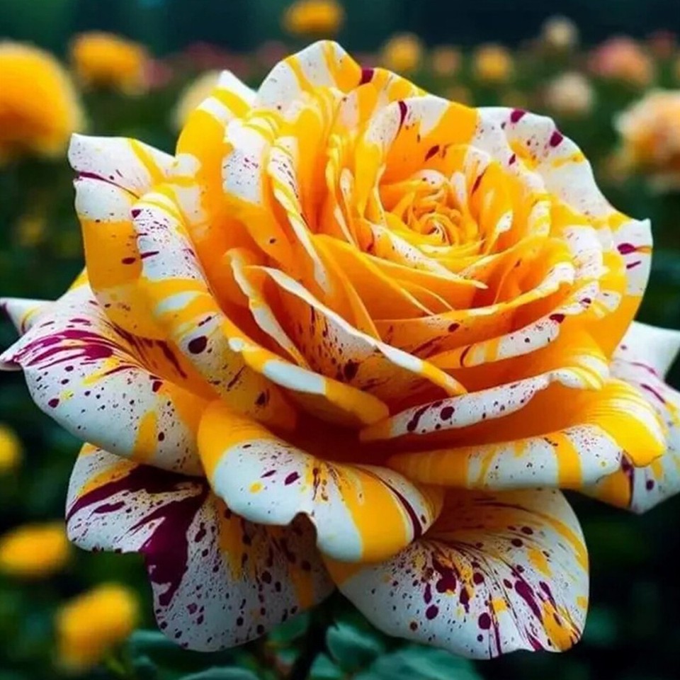 About 100Pcs/pack Mixed Color RoseSeeds Rare Exotic Plant Garden ...