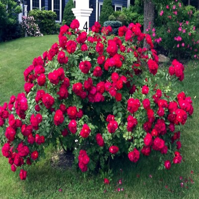JAPANESE RED ROSE BUSH FLOWER SEEDS Rosa Rugosa Rubra Garden Hardy ...