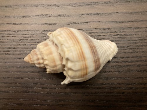 King's Crown Seashells Sea Shell Brown Ivory Craft Decor | eBay