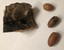 Abraham's Oak Bark Relic Tree of Mamre Acorns Hebron Ancient Holy Site ...