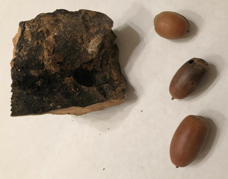 Abraham's Oak Bark Relic Tree of Mamre Acorns Hebron Ancient Holy Site ...