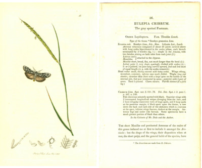 JOHN CURTIS, BRITISH ENTOMOLOGY, TAVOLA 56, 1825, EULEPIA CRIBRUM | eBay
