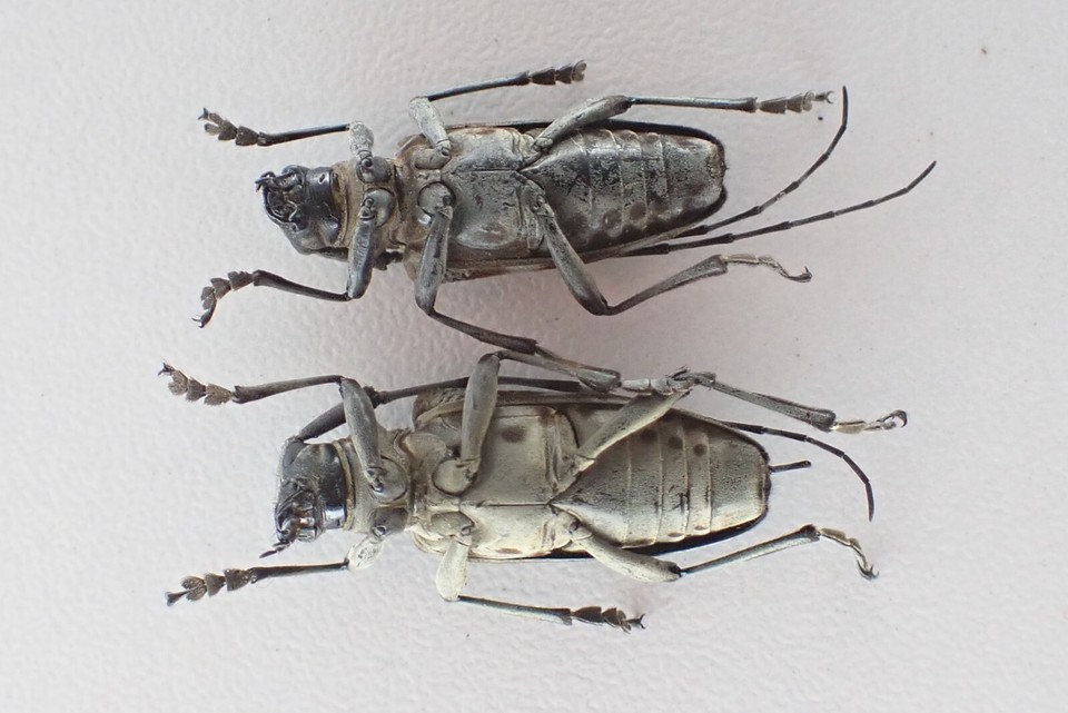 j8995. Insects, butterflies: Cerambycidae sp. North Vietnam. Yen Bai | eBay