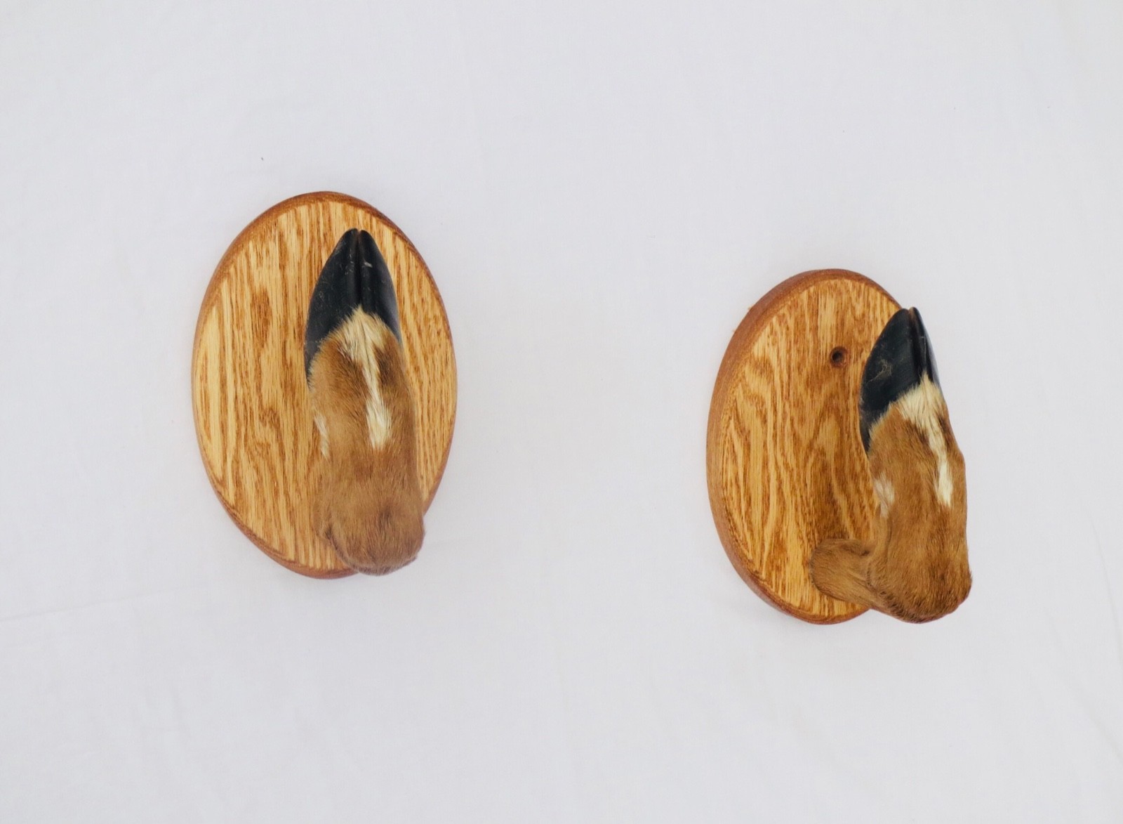 Taxidermy Deer Hoof Gun Rack on Oak Plaques Deer Foot Deer Feet | eBay