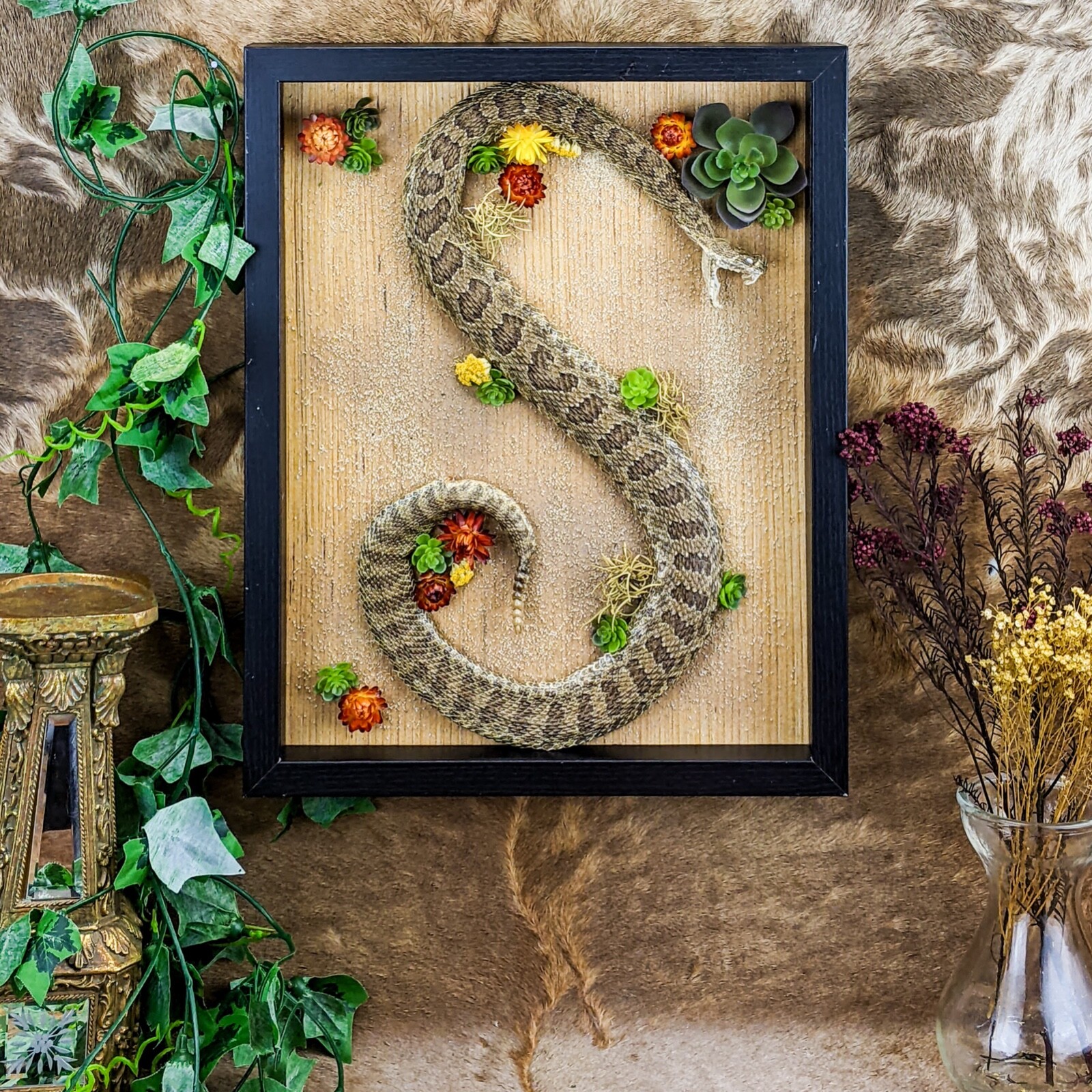 p19c Rattle Snake Taxidermy Oddities curiosities Framed Display ...